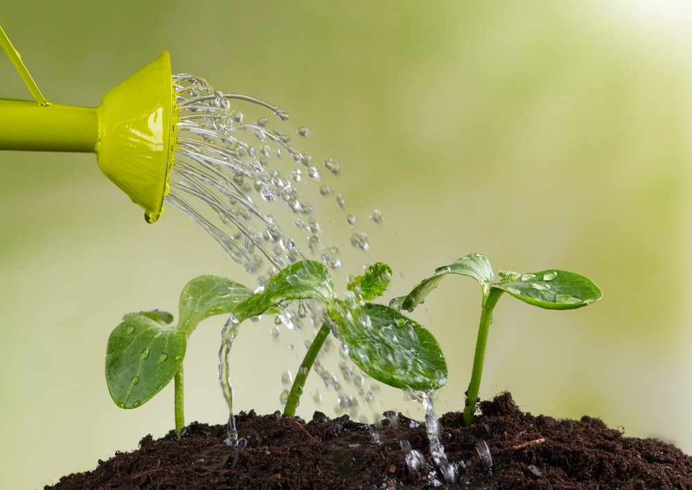 Čudesan rastvor za sobne biljke